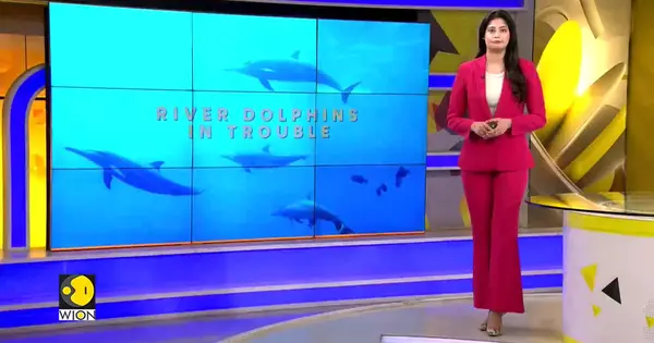 Report warns Indias national aquatic animal, river dolphin, under serious threat