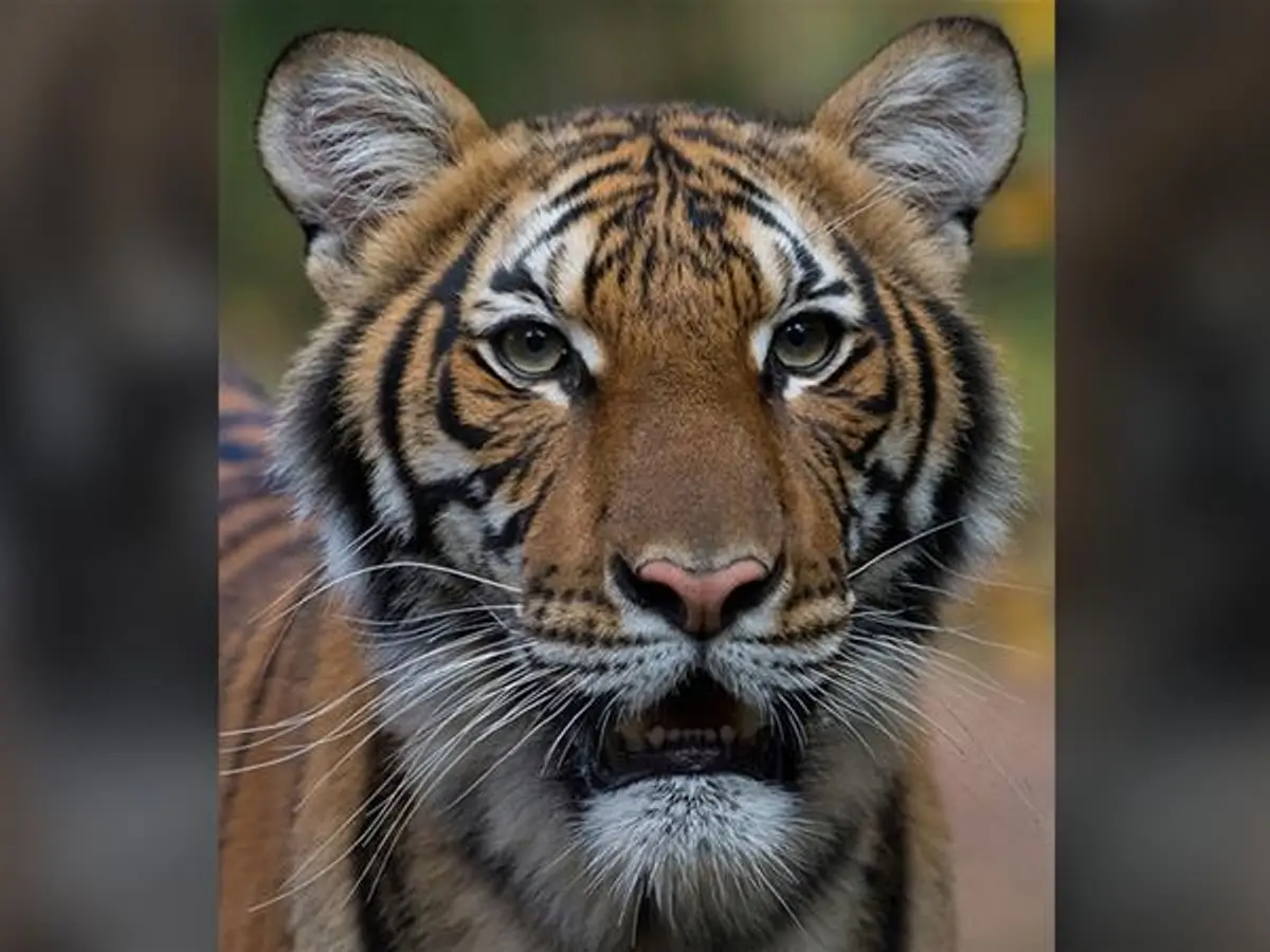 India: Woman killed in tiger attack in Kerala's Wayanad; order issued ...