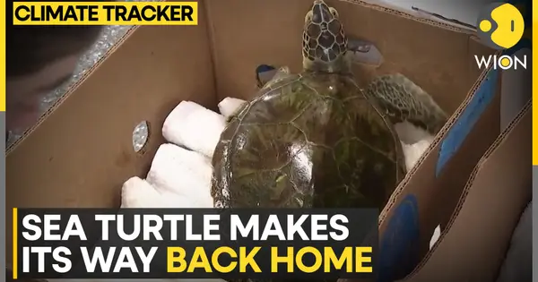 Eight turtles released after Florida cold snap