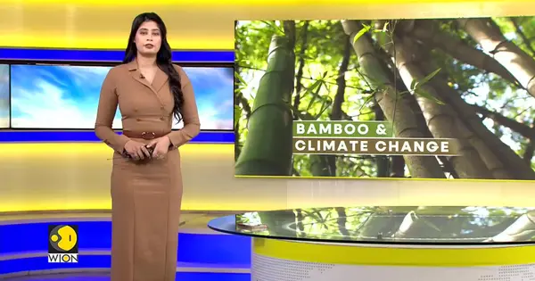 Kenya turns to bamboo in ambitious tree cover expansion