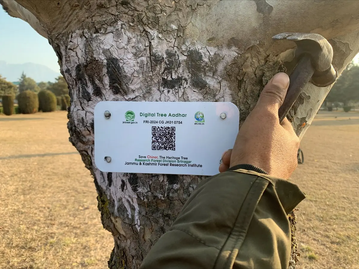 Authorities geo tagging Chinar trees in Kashmir Valley to conserve rich ...