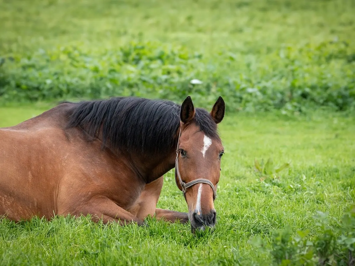 Bihar man spends over $13,000 to buy horse; know more about this ...