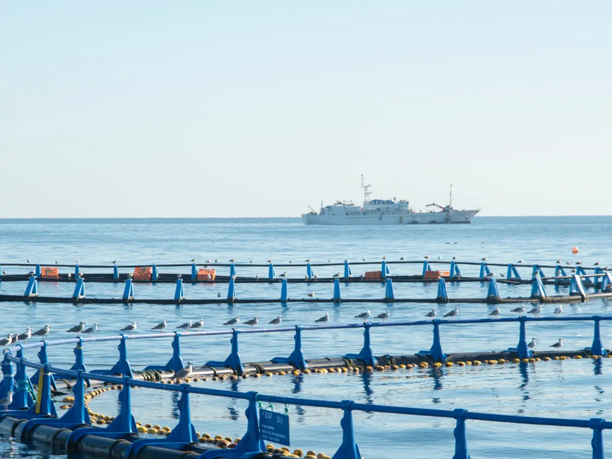 To Fish or Not to Fish