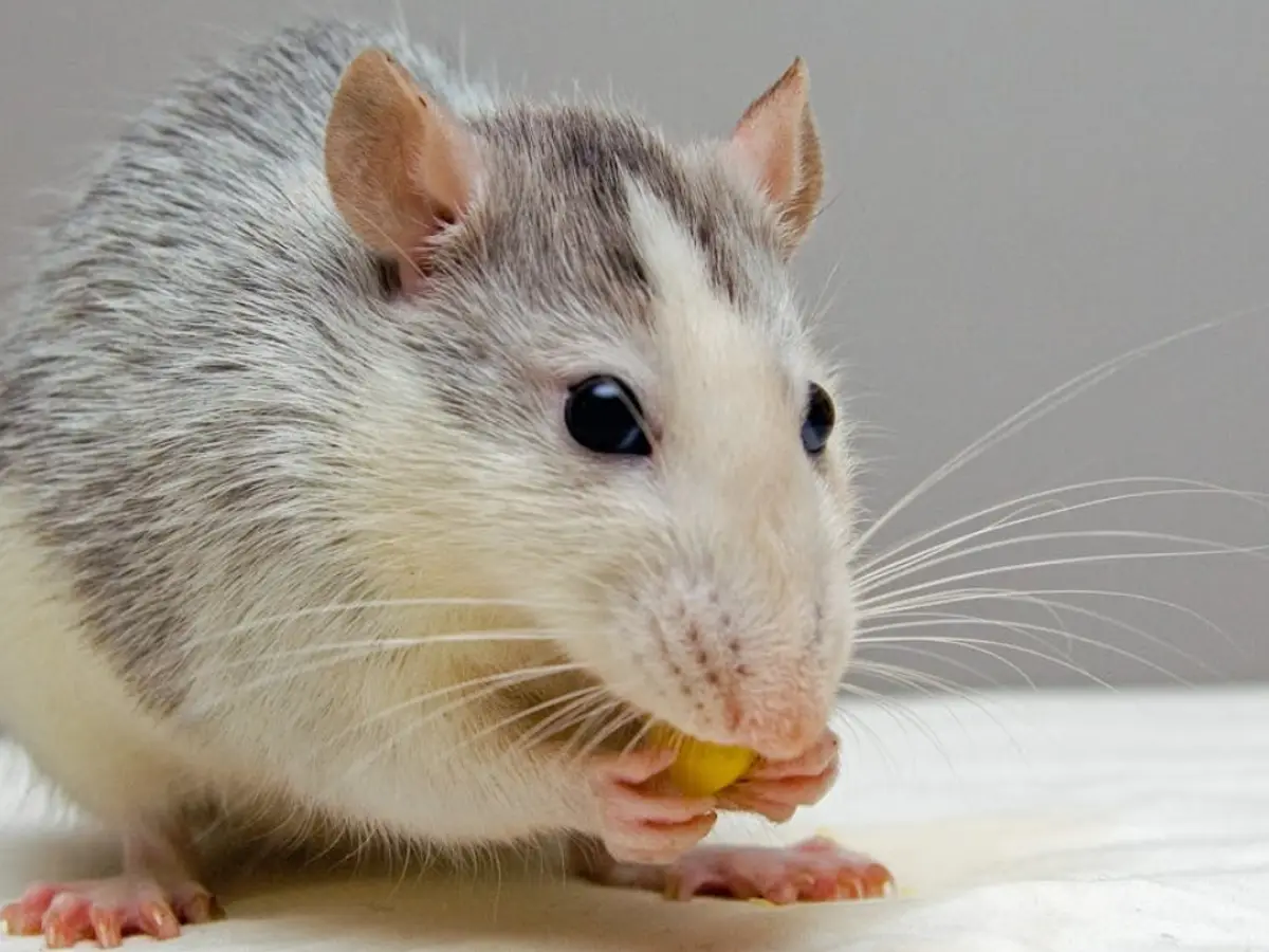 Chinese scientists achieve milestone by creating mouse with just two ...