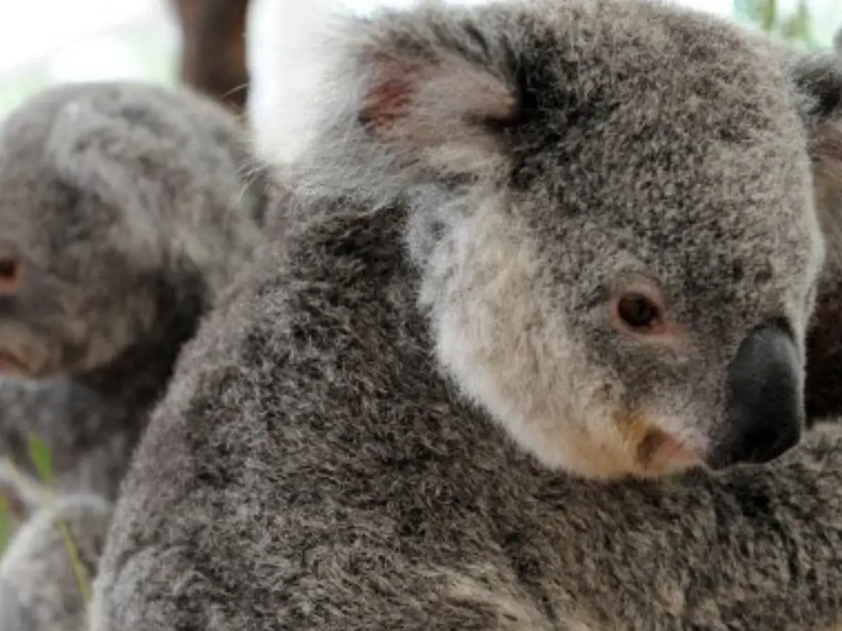 Australia shoots koalas dead from helicopter in euthanasia operation ...