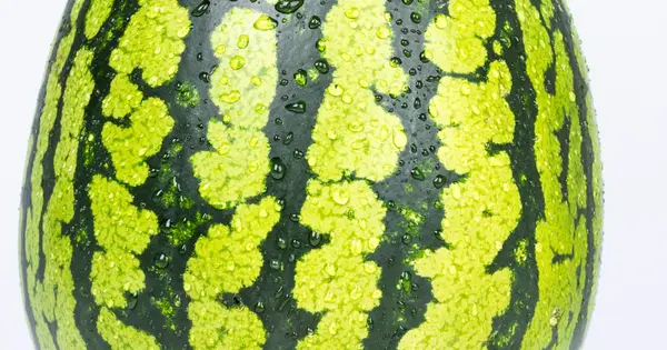 How to pick a good watermelon just by tapping?