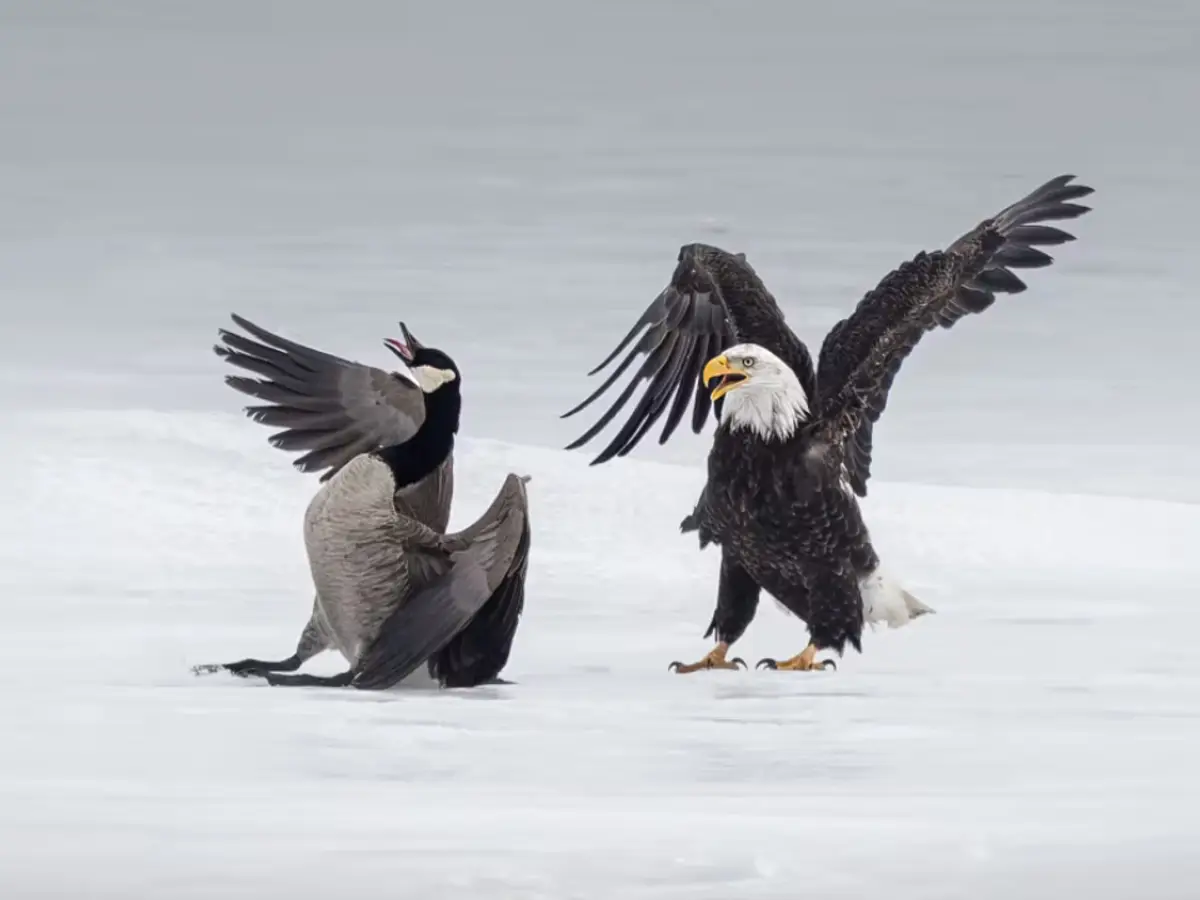 Nature knows? Canadian goose - Bald Eagle 20-minute fight seen as ...