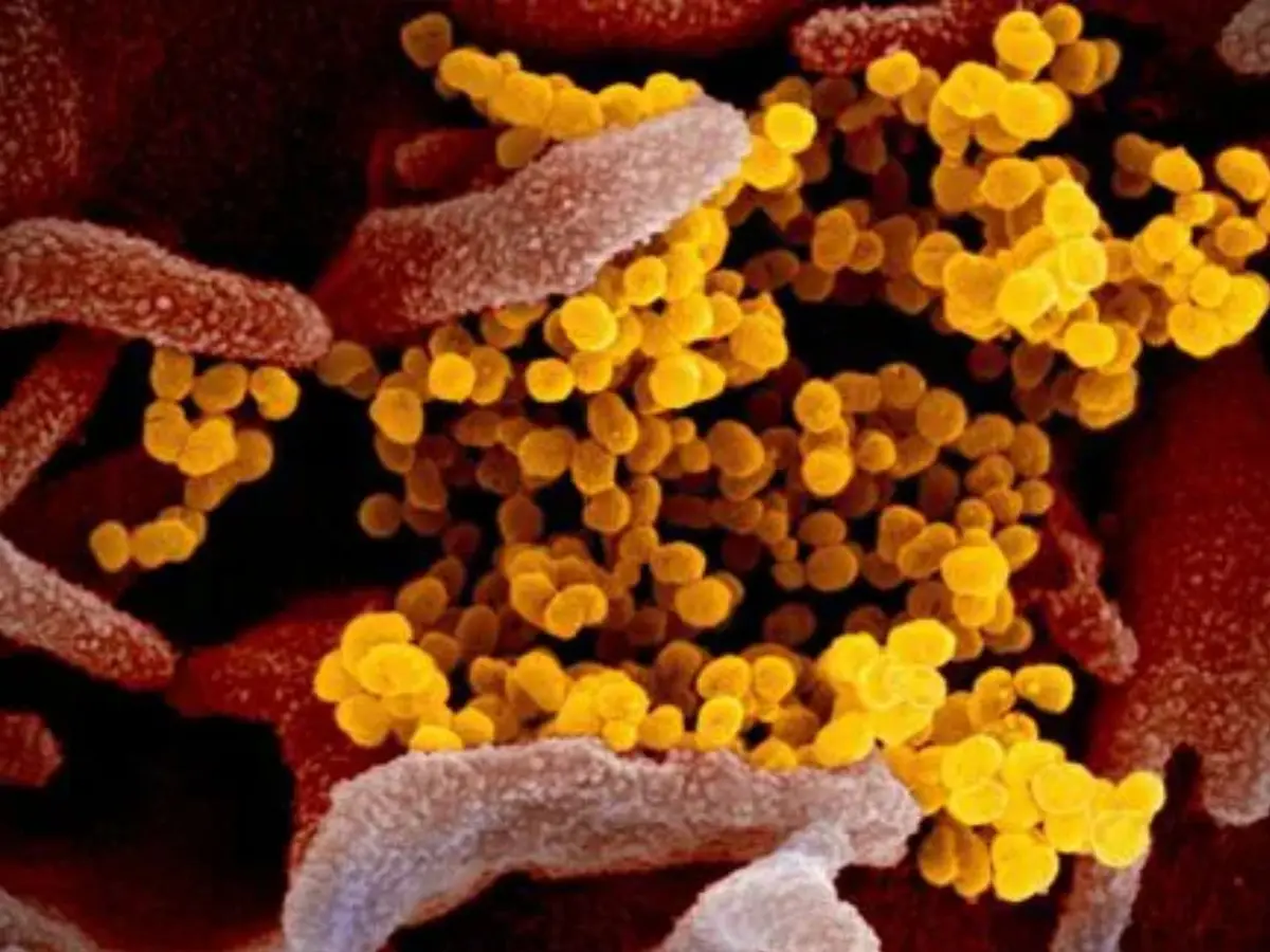 HMPV outbreak in China? Amid viral videos and govt ambiguity, know ...