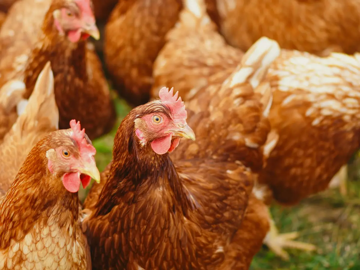 Bird flu scare: 100,000 hens culled in Andhra Pradesh as Indian state ...