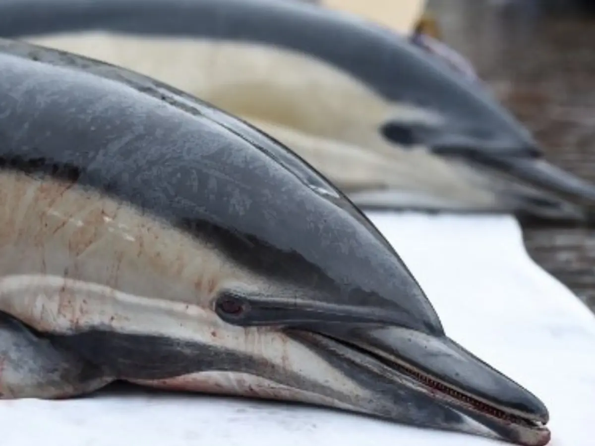 Mass poisoning has killed hundreds of dolphins in California