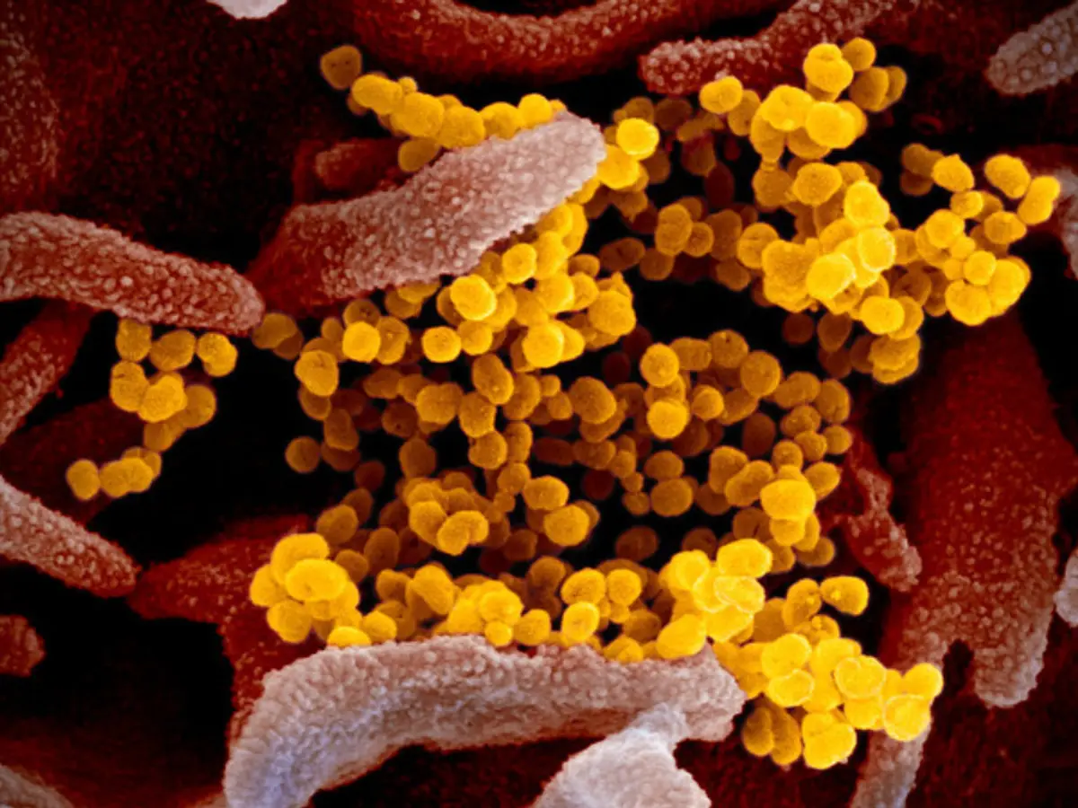 Virus linked to COVID-19 had travelled over 2,700kms before it was ...