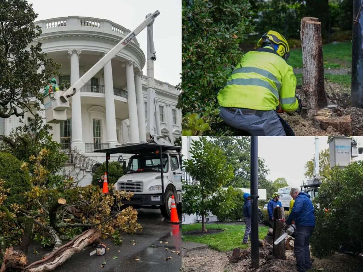 Trump orders removal of White House 'witness tree': 200-year-old ...