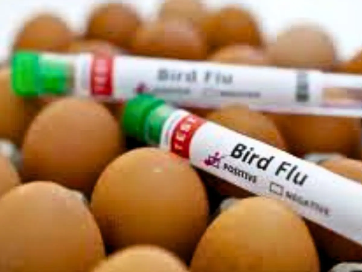 Bird flu outbreak in California: CDC identifies mutations in first ...