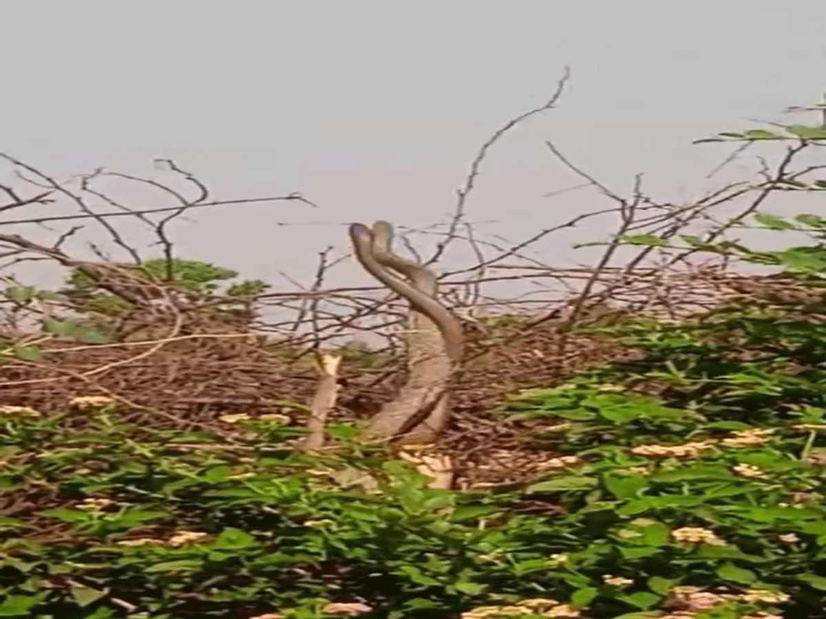 Rajasthan snake fight viral photos | अजमेर में हुई 2 सांपों की लड़ाई ...