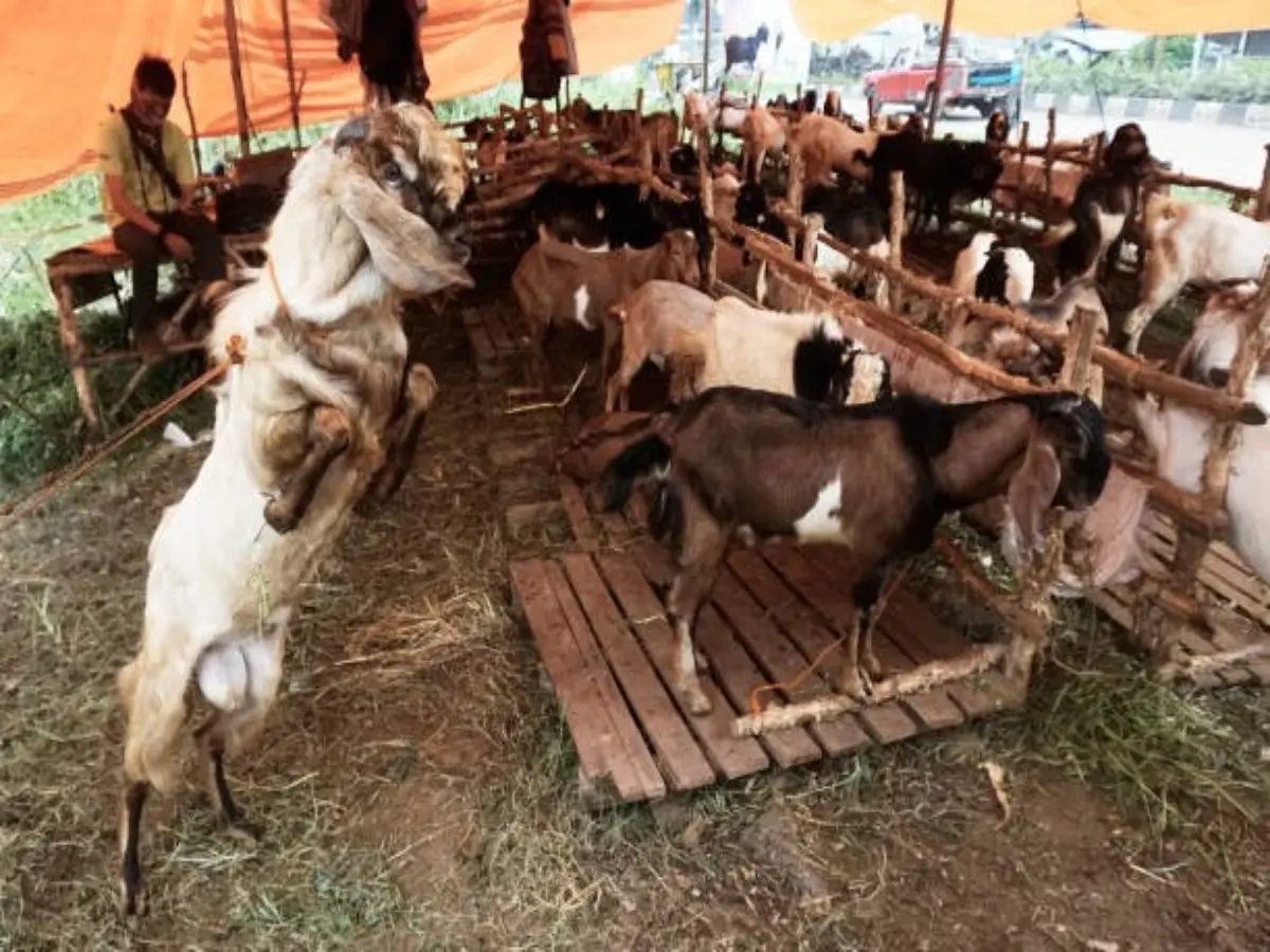 Rajasthani Goat Huge Demand in Dubai | फ्लाइट में सवार होकर दुबई निकले बकरे