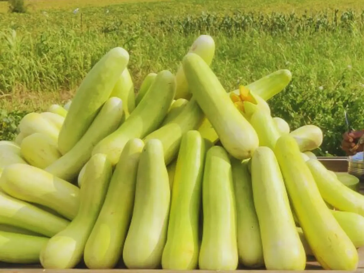 राजस्थान की बालम ककड़ी, स्वाद में लाजवाब, सेहत की है खजाना | jaipur