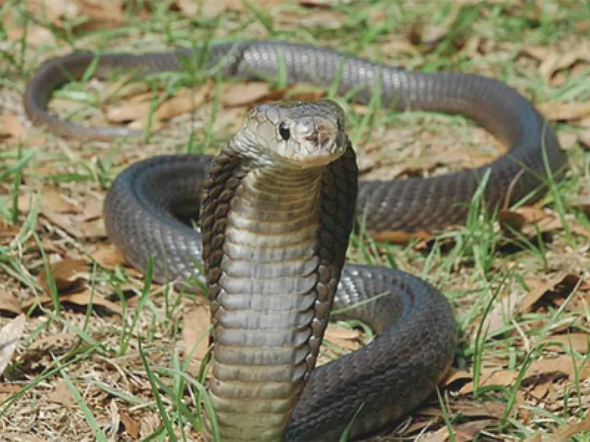 Snake Bite Cases | सांप के डसने के चौंकाने वाले आंकड़े, 2 महीने में 252 केस