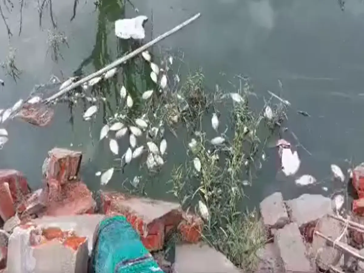 जहर सा जहरीला हुआ नेवटा बांध का जल! लाखों मछलियों की मौत, आमजन प्रभावित