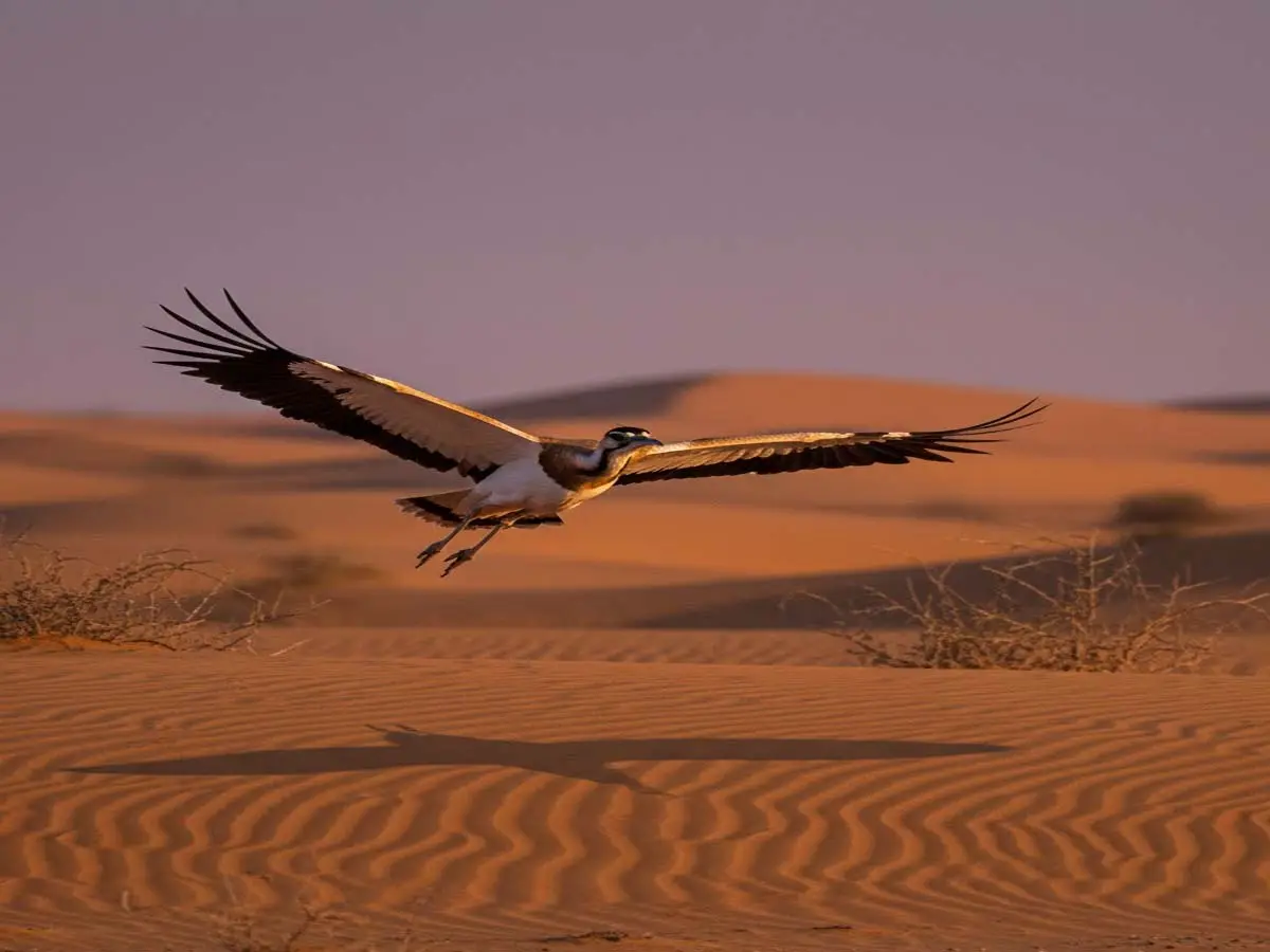 The most shy bird of Rajasthan Godavan lays one egg a year Godavan ...