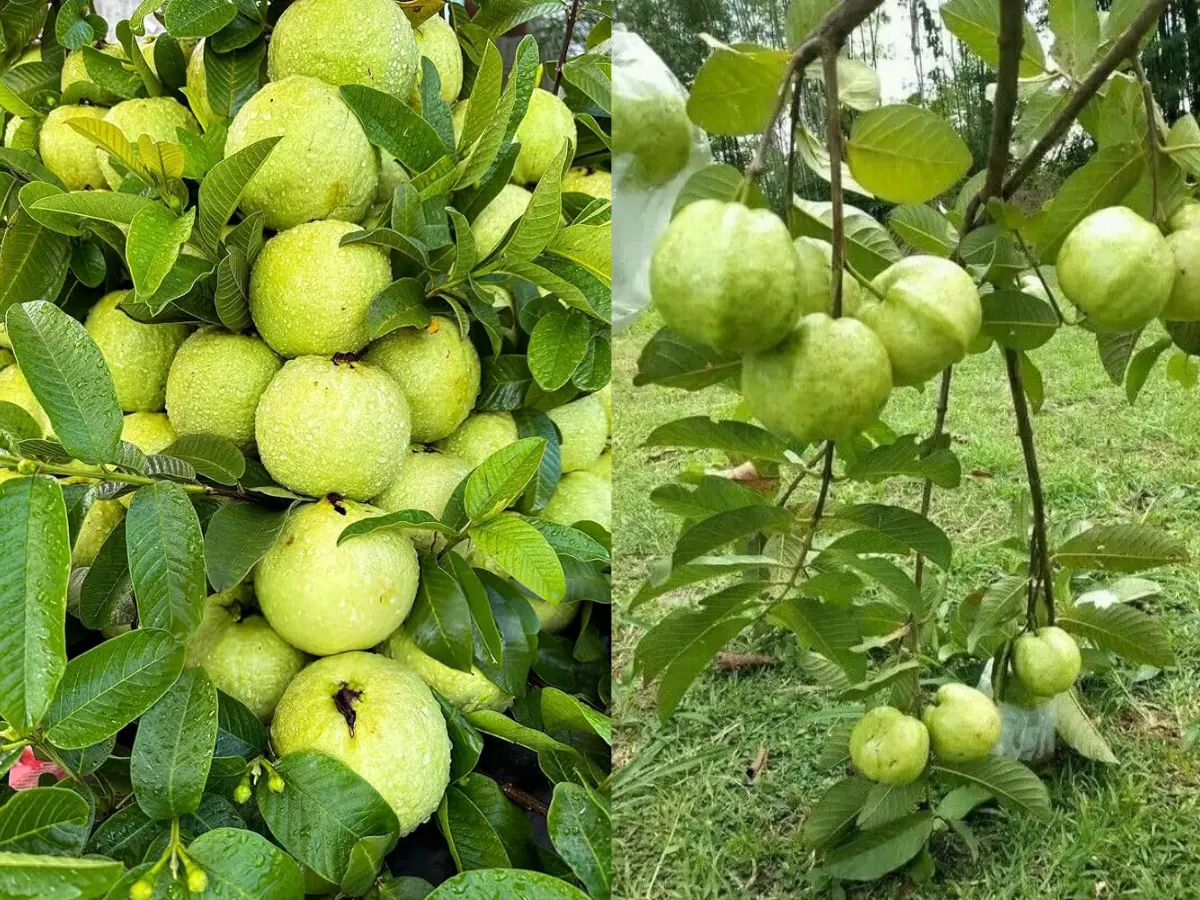 Rajasthani Special Guava | राजस्थान की अमरूद के दीवाने है दिल्ली तक के ...