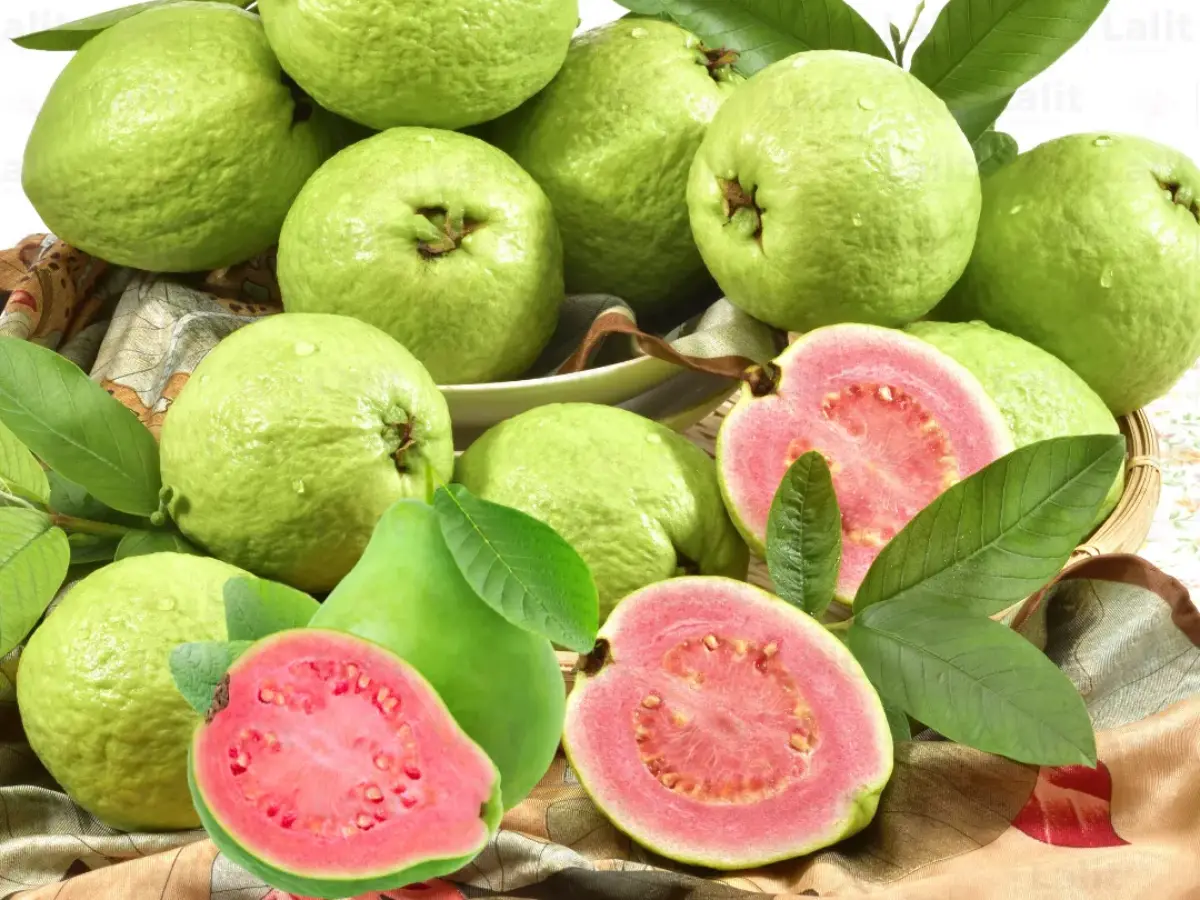 Rajasthani Special Guava | राजस्थान की अमरूद के दीवाने है दिल्ली तक के ...