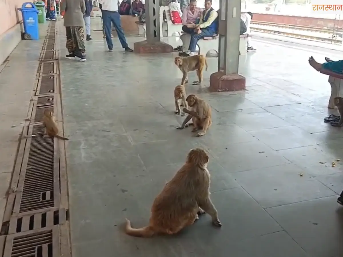 Ringas Railway Station। रींगस रेलवे स्टेशन पर बंदरों का कहर, खाटूश्याम ...