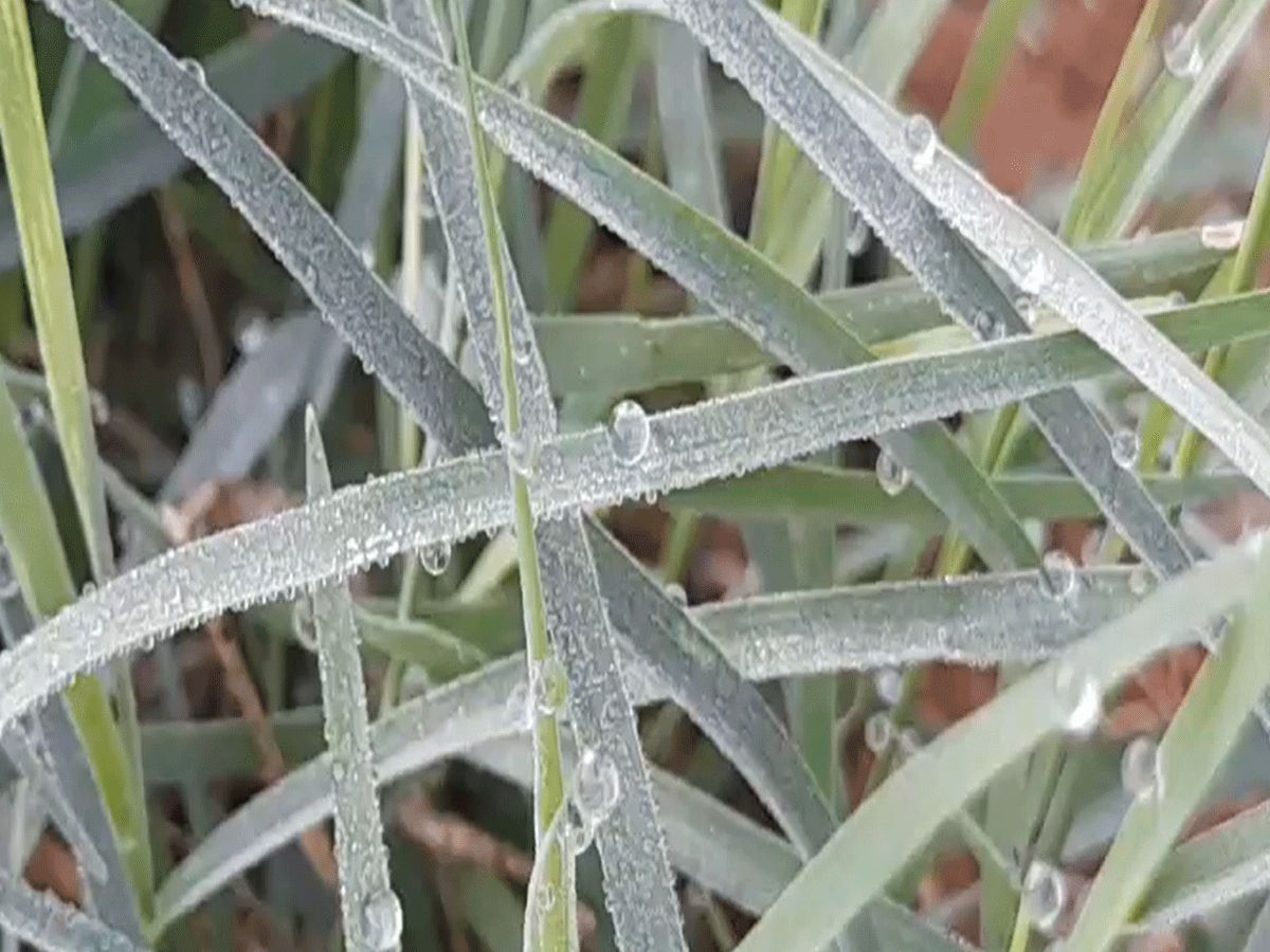 Sikar Weather Update | सीकर में कड़े हुए सर्दी के तेवर, तापमान 2.5 ...