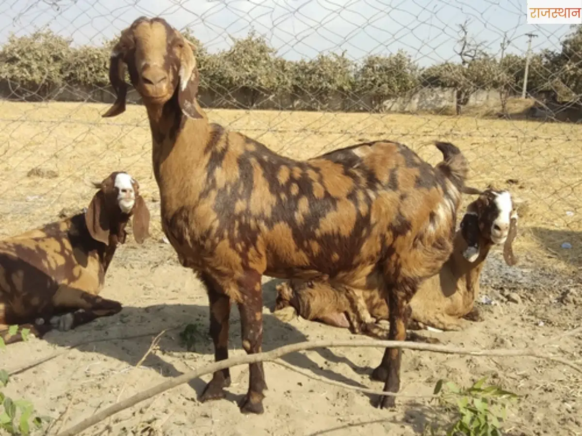 Sirohi Goat Breed। राजस्थान की ये बकरी सूखे में भी आराम से रह सकती हैं ...
