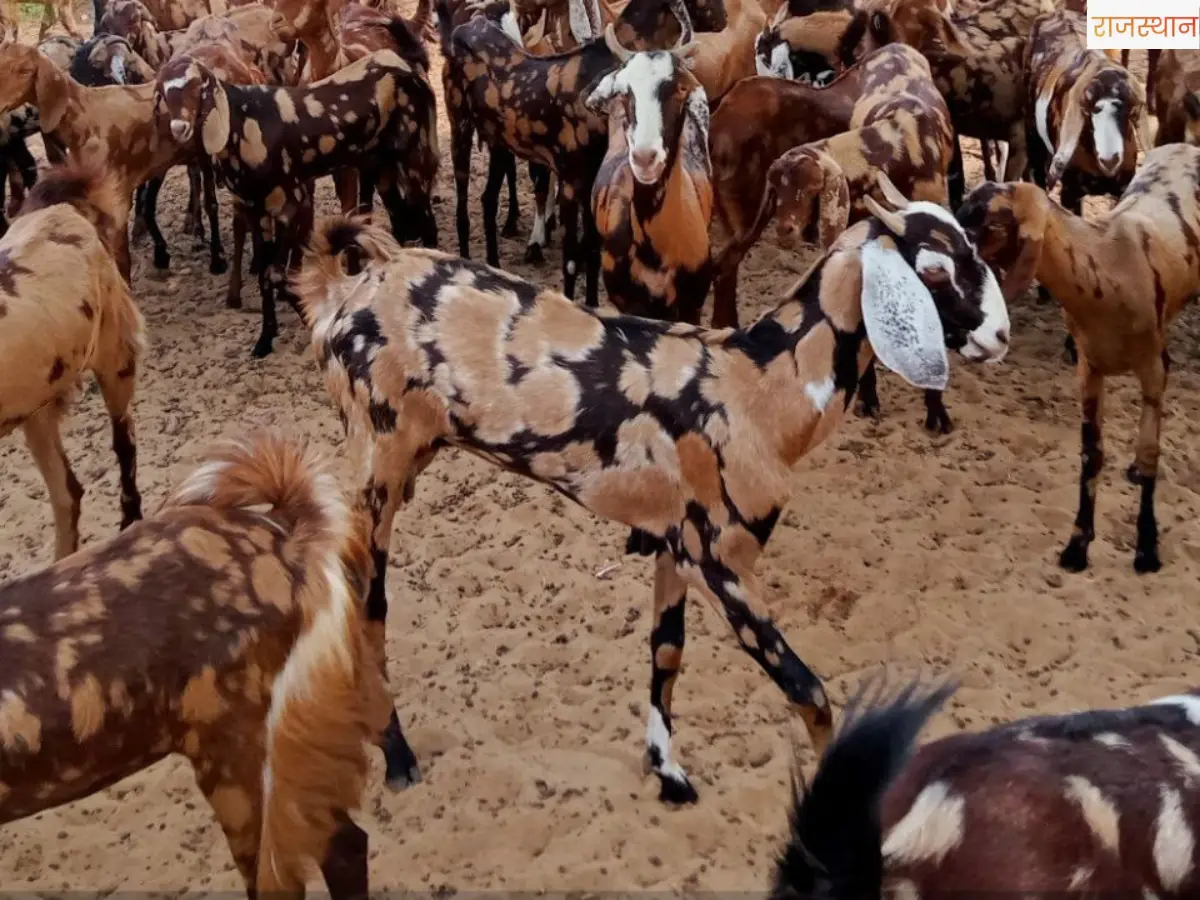 Sirohi Goat Breed। राजस्थान की ये बकरी सूखे में भी आराम से रह सकती हैं ...