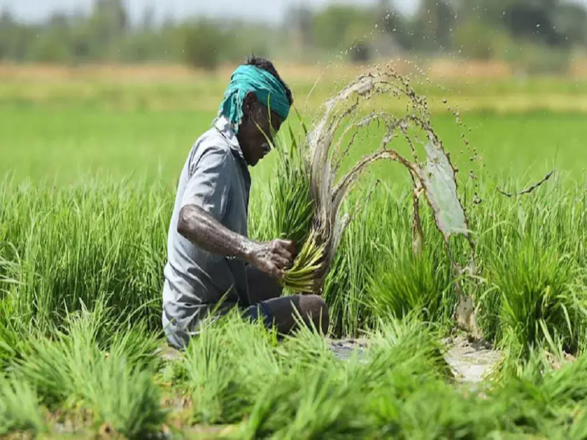 CM किसान निधि की 6वीं किस्त पर महा अपडेट, 74 लाख किसानों के खाते में ...